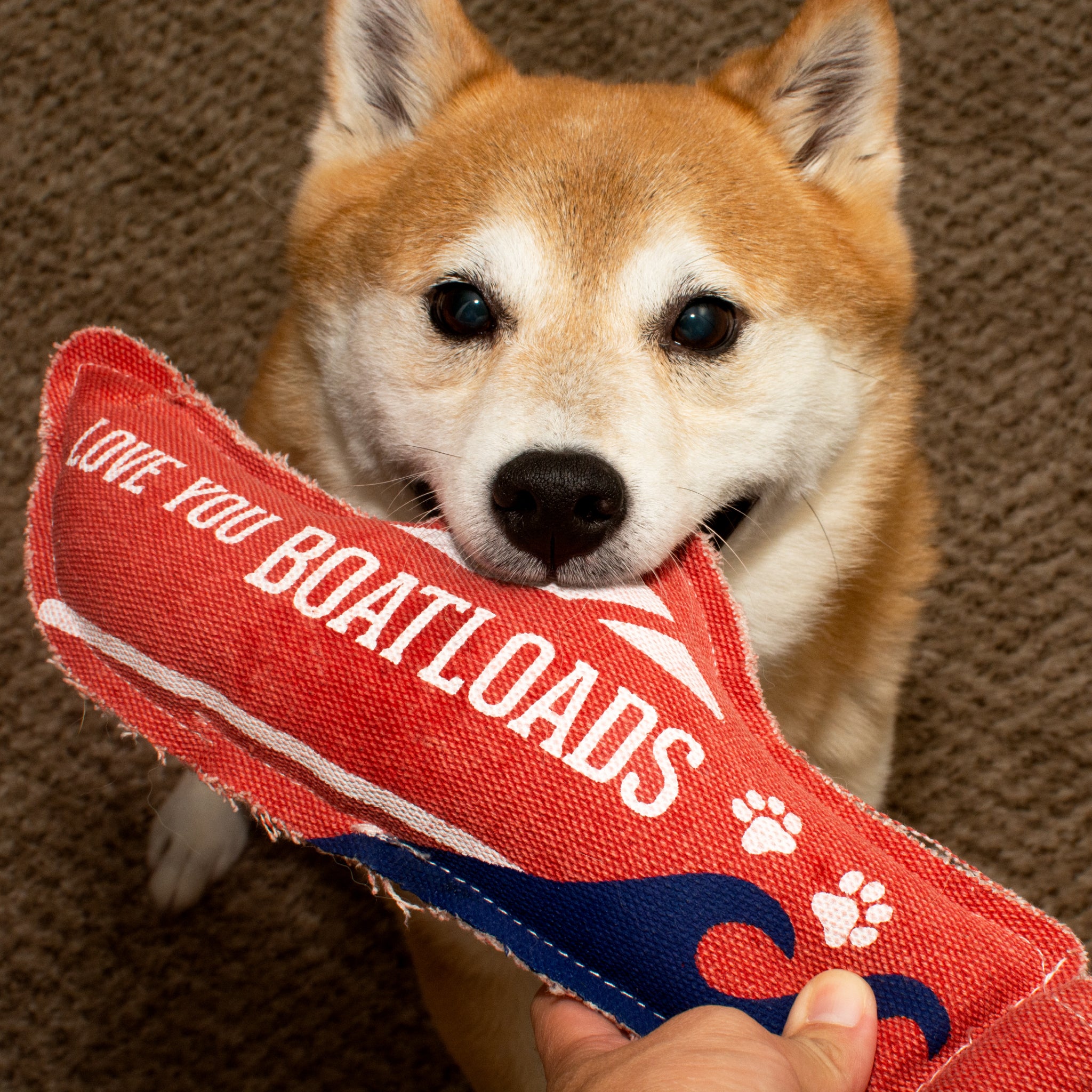 Dog – Pavilion - Retail